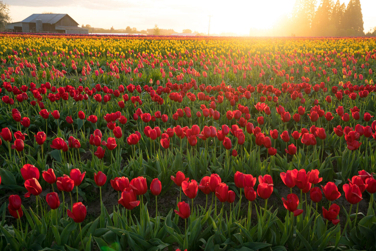 Visiting the Wooden Shoe TULIP Festival in Oregon (2023 Guide)