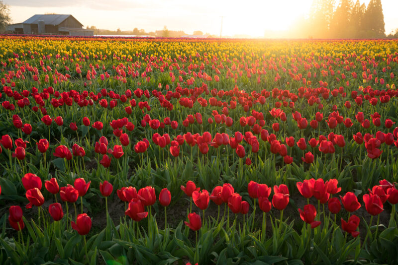 10 BREATHTAKING Flower Fields Near Portland (Local's Guide)