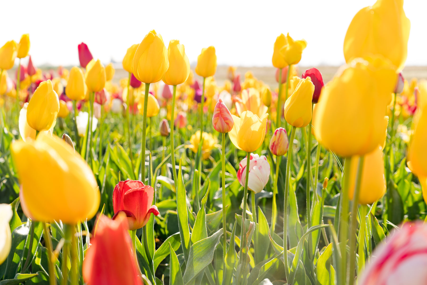 Visiting the Wooden Shoe TULIP Festival in Oregon (2023 Guide)