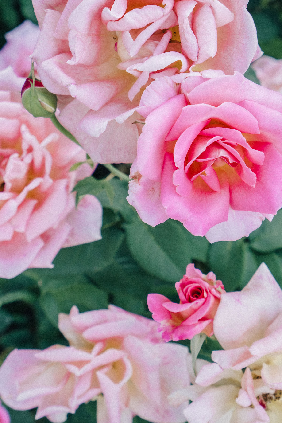 5 BEST Spots for Roses in Portland (Local's Guide & Advice)
