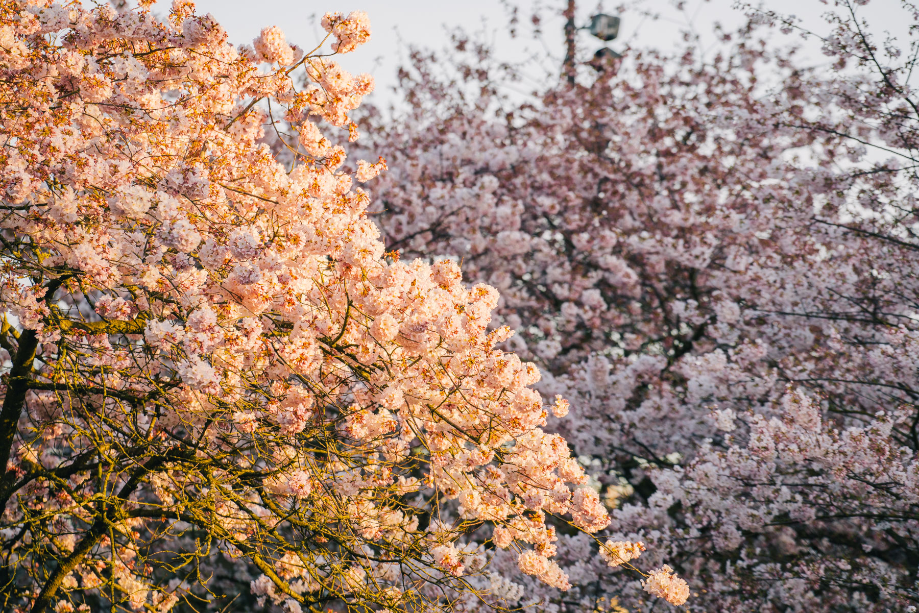 Where to See Cherry Blossoms in Portland (+ Spring Blooms)