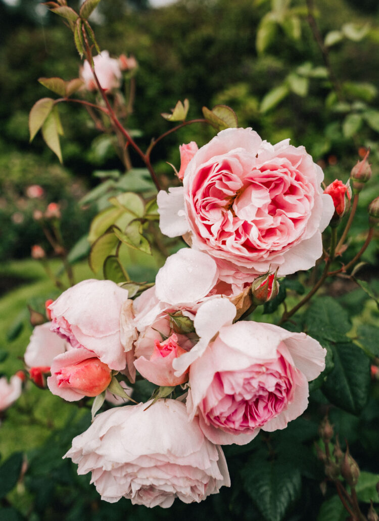 10 EPIC Portland Viewpoints to Check Off Your List (Local's Guide)