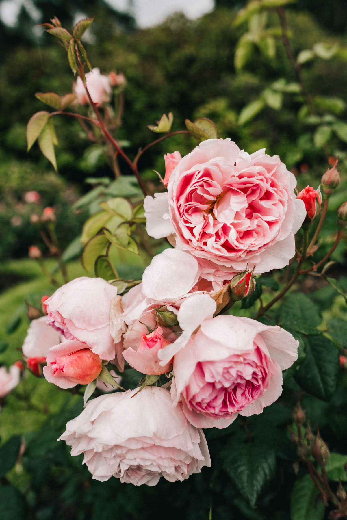5 BEST Spots for Roses in Portland (Local's Guide & Advice)