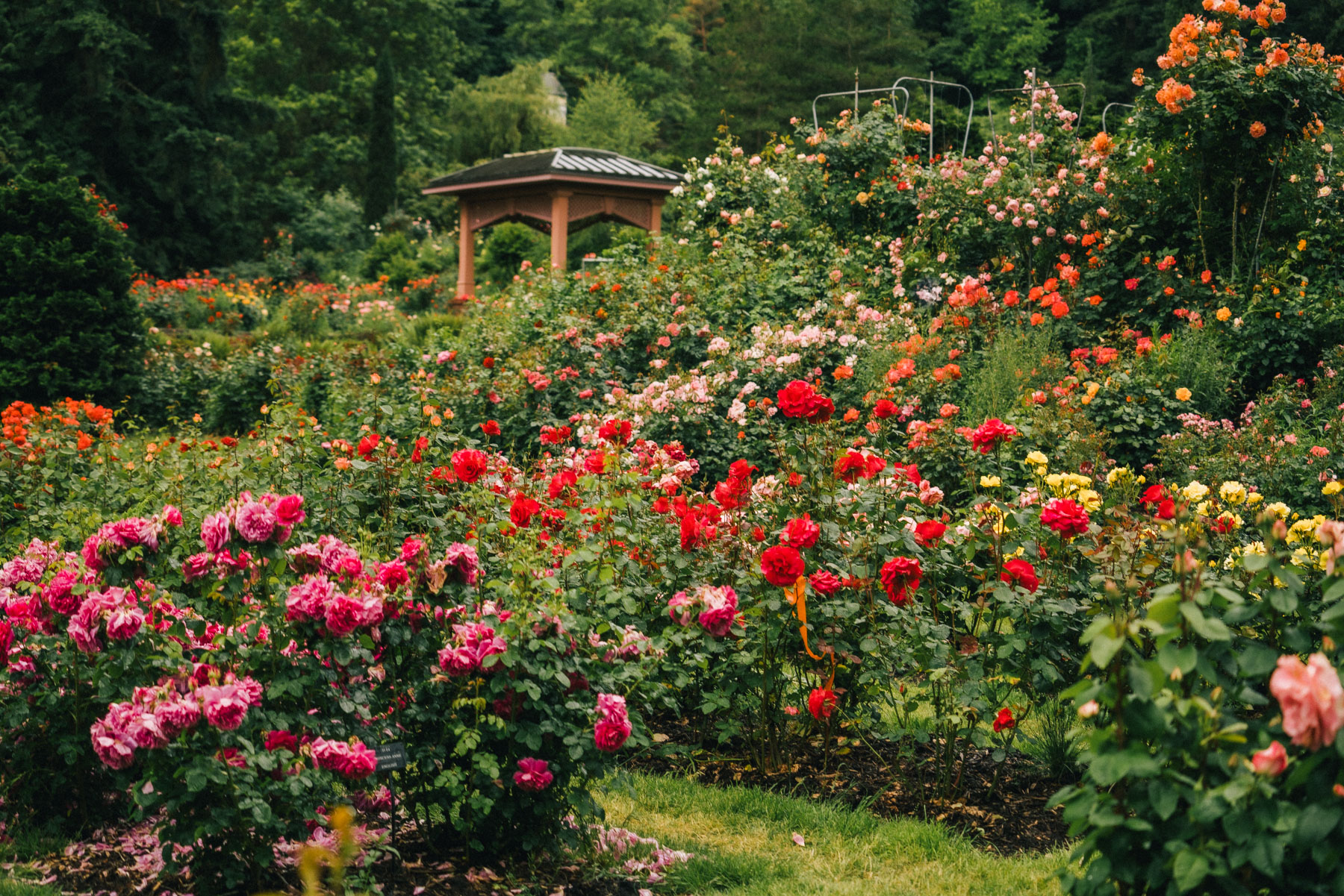 Visiting the Portland ROSE Garden (Helpful Local's Guide & Tips)
