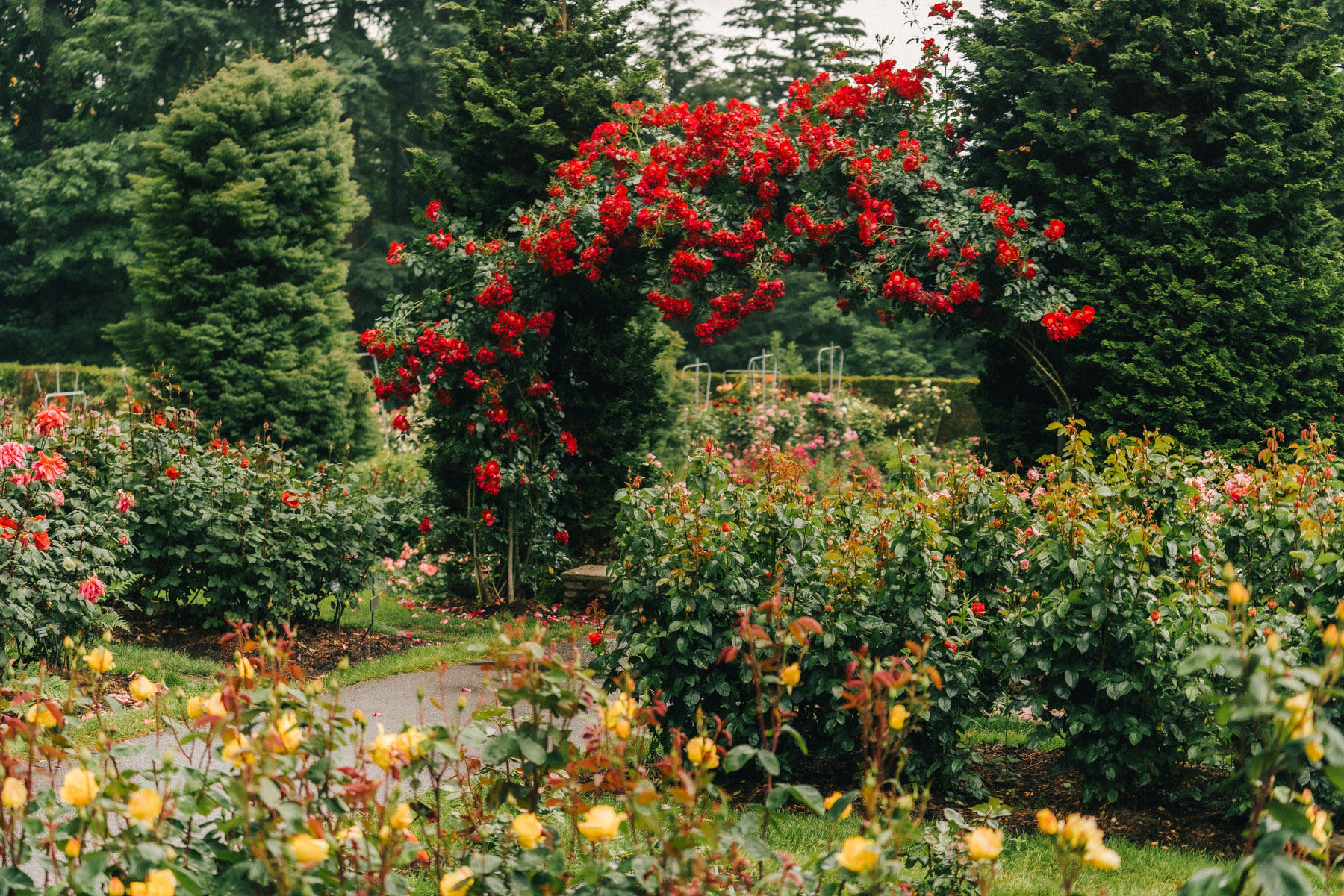 Visiting the Portland ROSE Garden (Helpful Local's Guide & Tips)