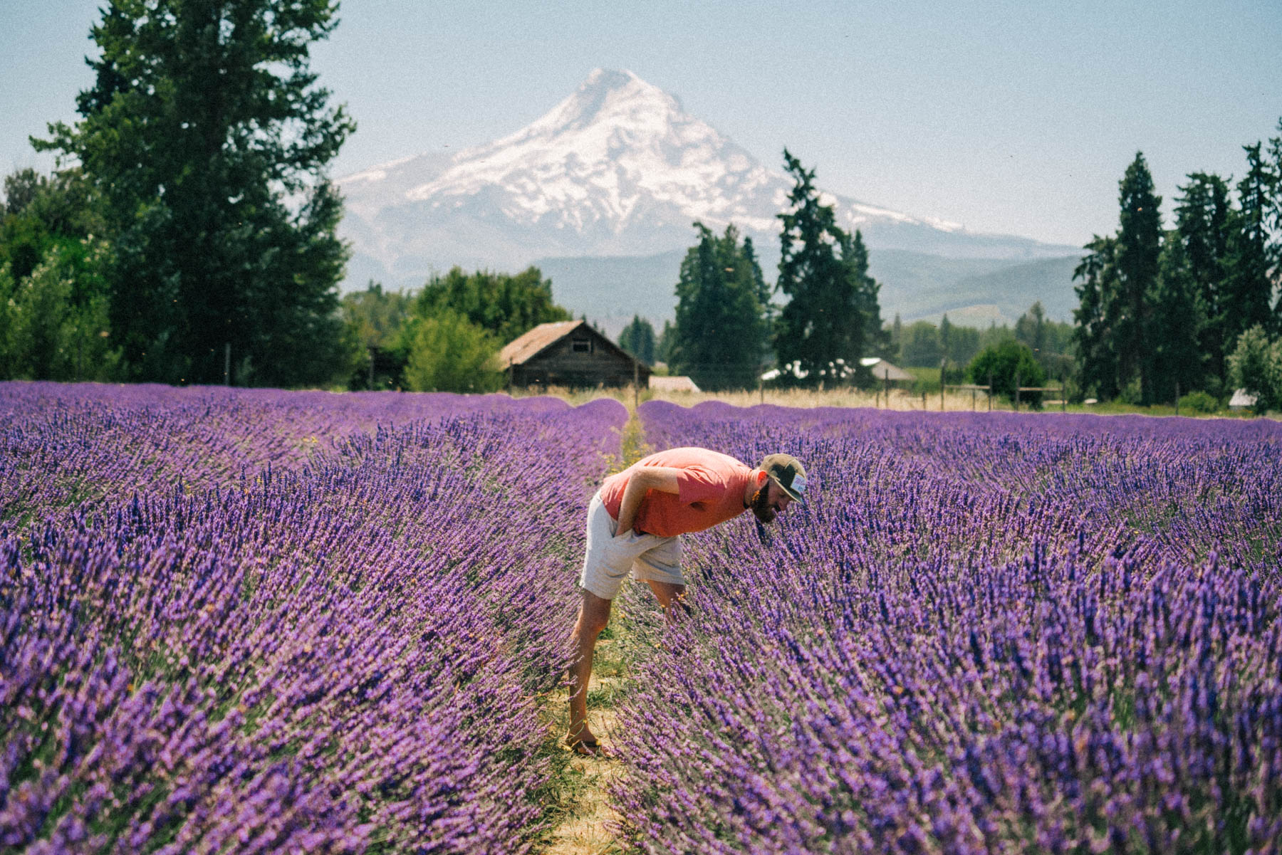 An Easy Sunday Morning at Lavender Valley in Hood River