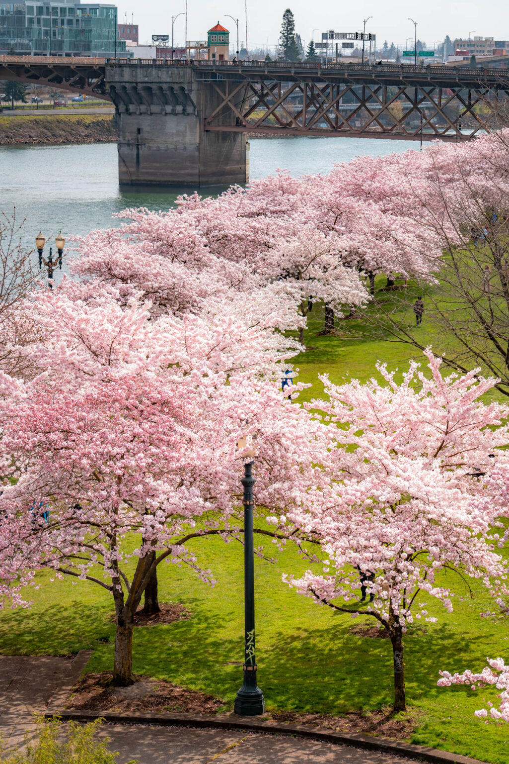 Where to See Cherry Blossoms in Portland (+ Spring Blooms)