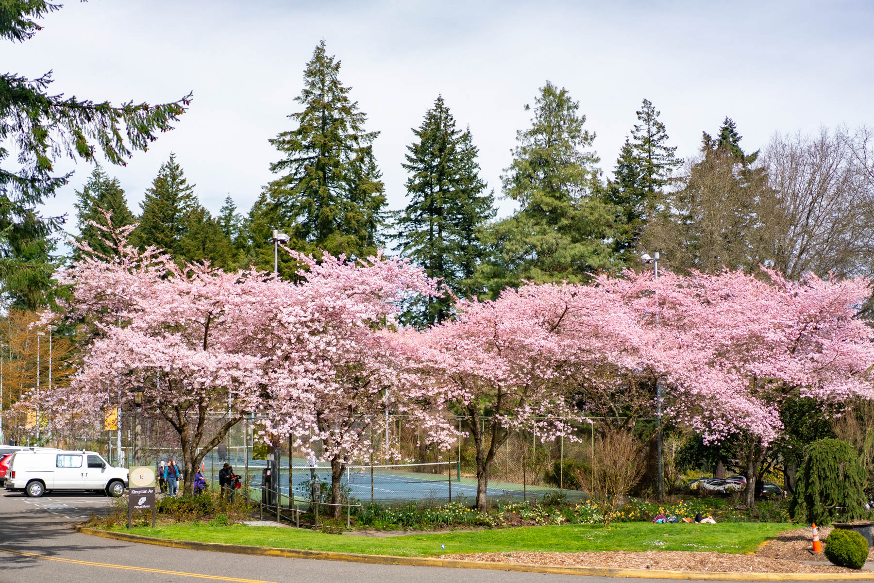Where to See Cherry Blossoms in Portland (+ Spring Blooms)