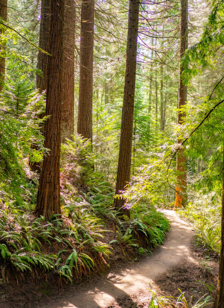 12 ICONIC Bridges in Portland, Oregon (With Facts & Photos)