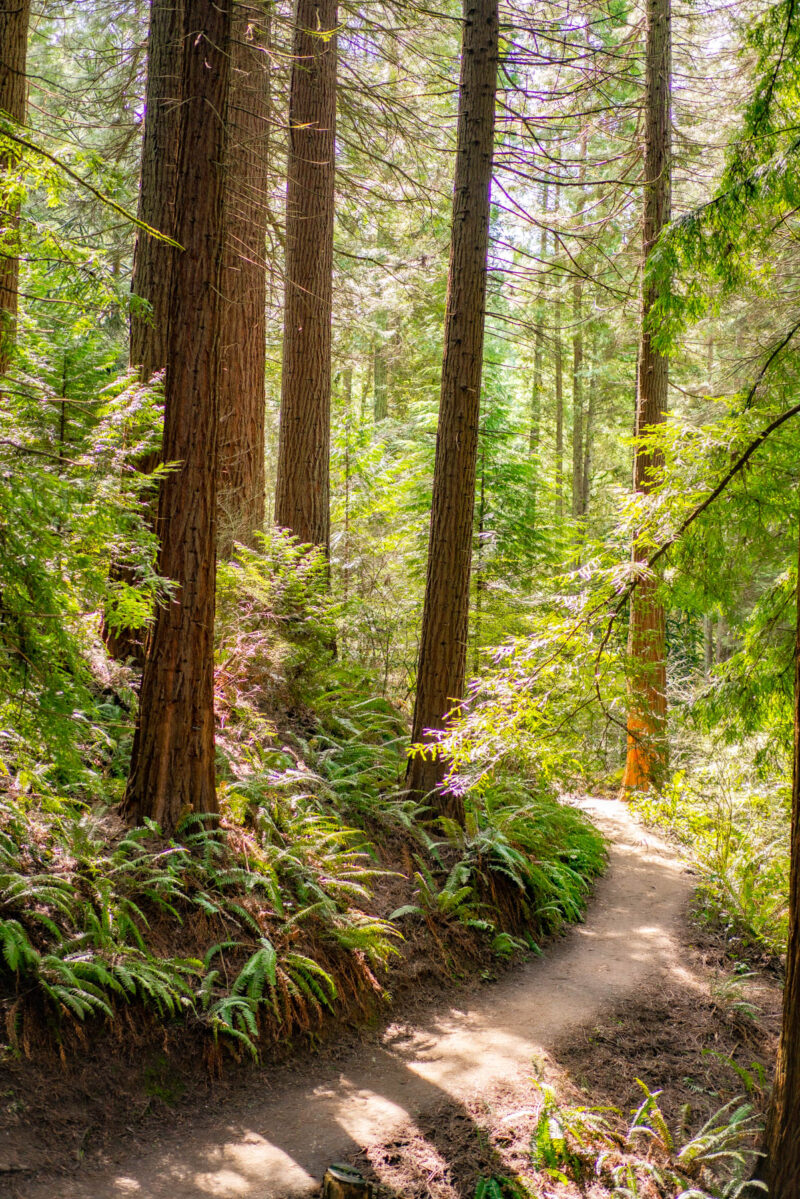 3 SCENIC Spots to See REDWOODS in Oregon (Local's Guide)