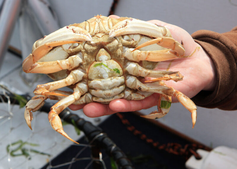 5 BEST Crabbing Spots at the Oregon Coast (& Crabbing Guide)