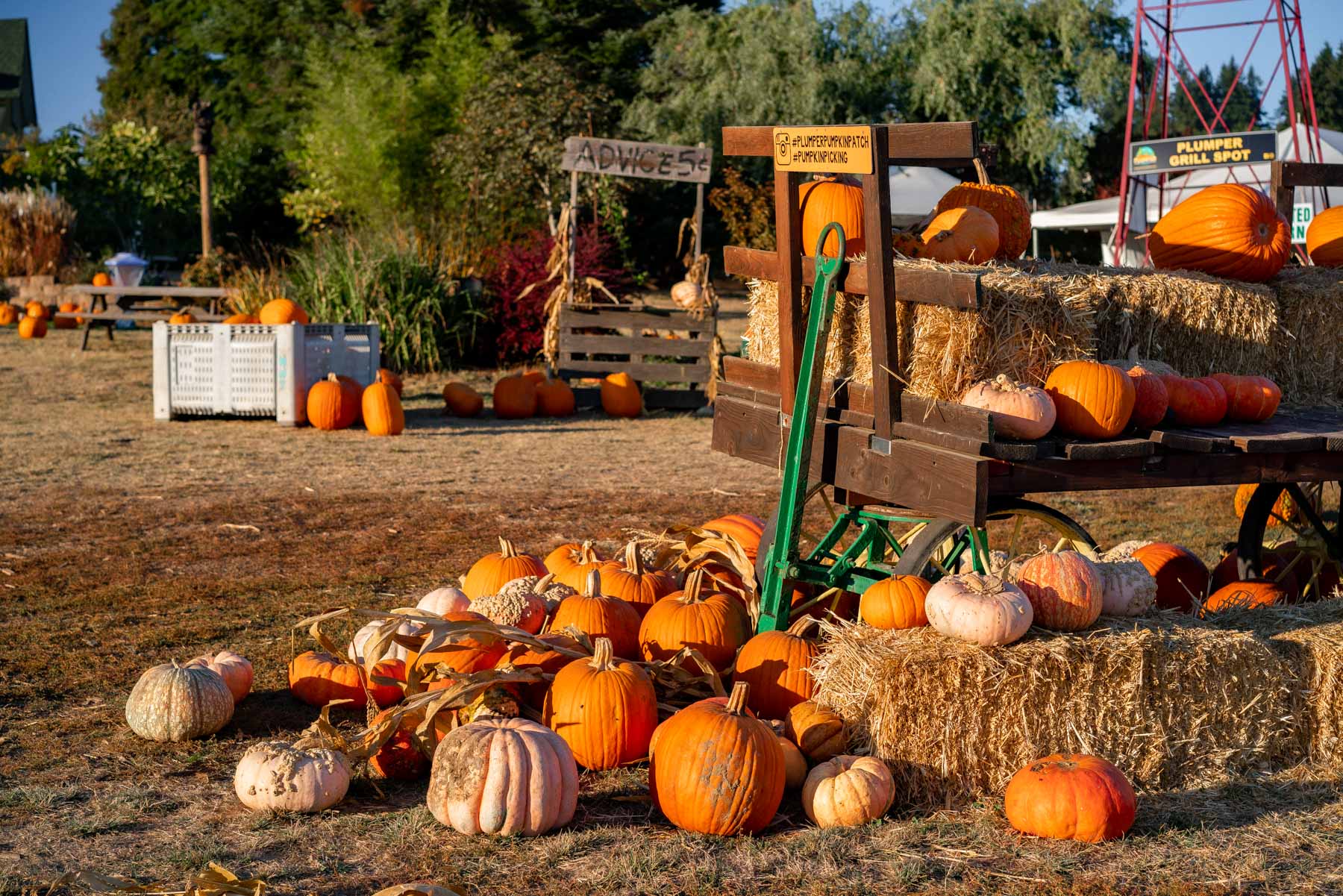 10+ Perfect U-Pick Pumpkin Patches Near Portland (Local's Guide)