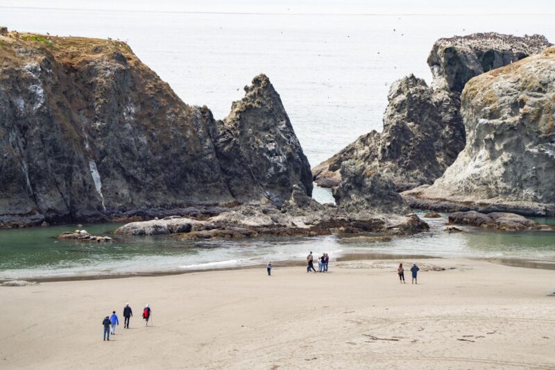 10 BEST Spots for Wildlife at the Oregon Coast (Helpful Guide)
