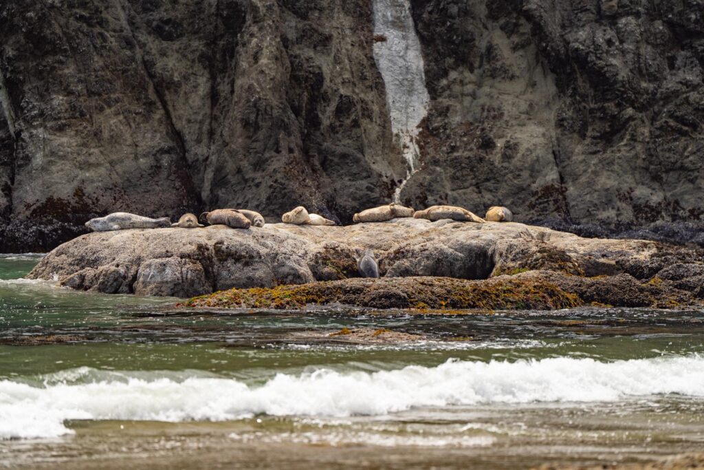 10 BEST Spots for Wildlife at the Oregon Coast (Helpful Guide)