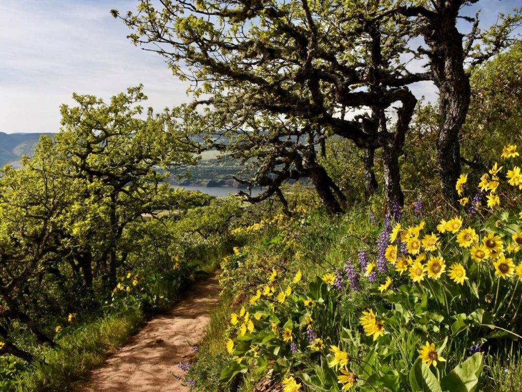 The Best Hikes in the Columbia River Gorge (Local's Guide)