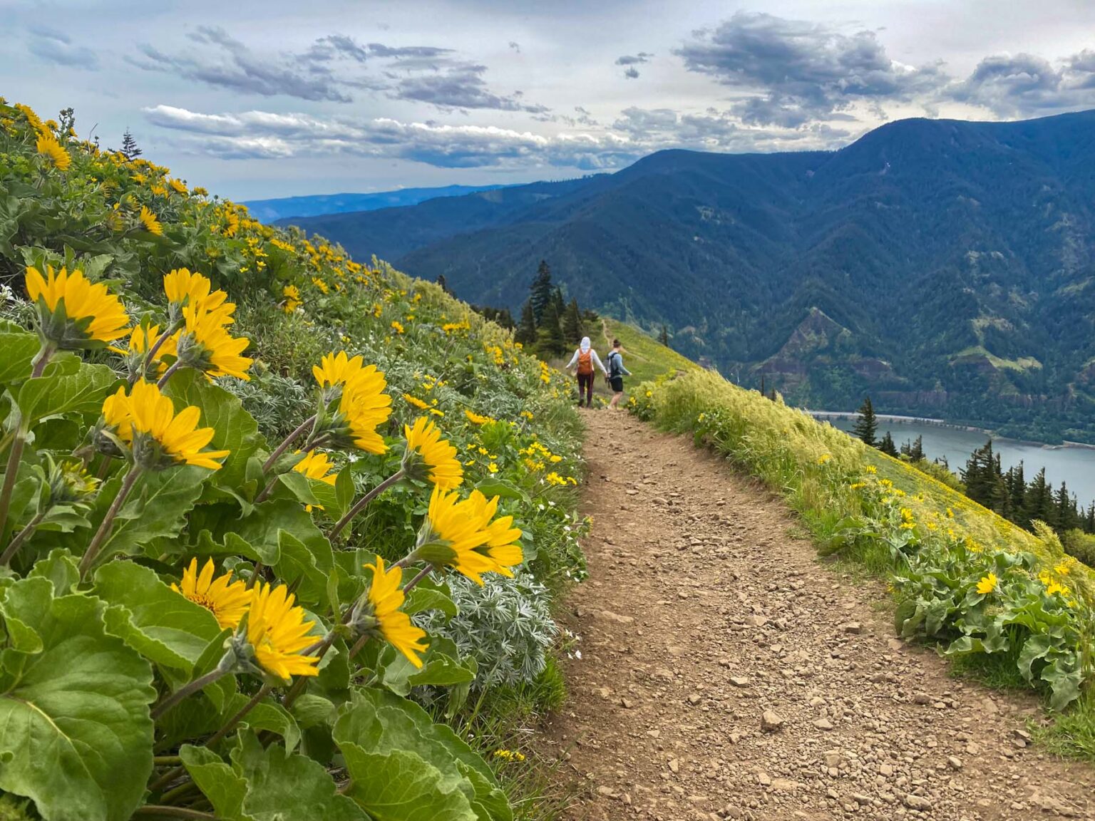 15 EPIC WILDFLOWER Hikes in the Columbia River Gorge