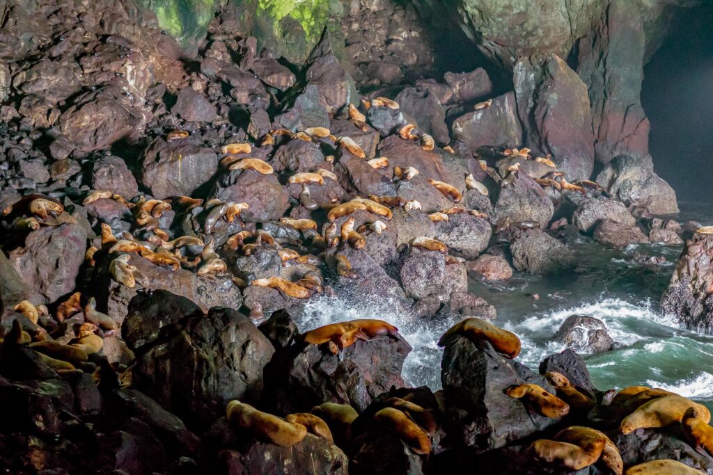 10 BEST Spots for Wildlife at the Oregon Coast (Helpful Guide)