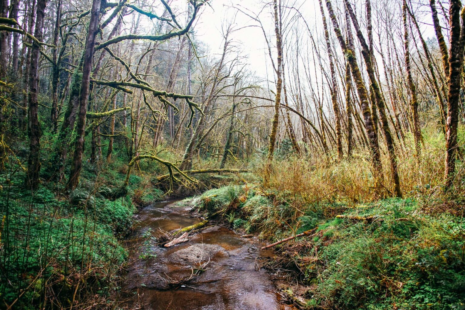 15 STUNNING Oregon State Parks You Can't Afford to Miss (+Tips)