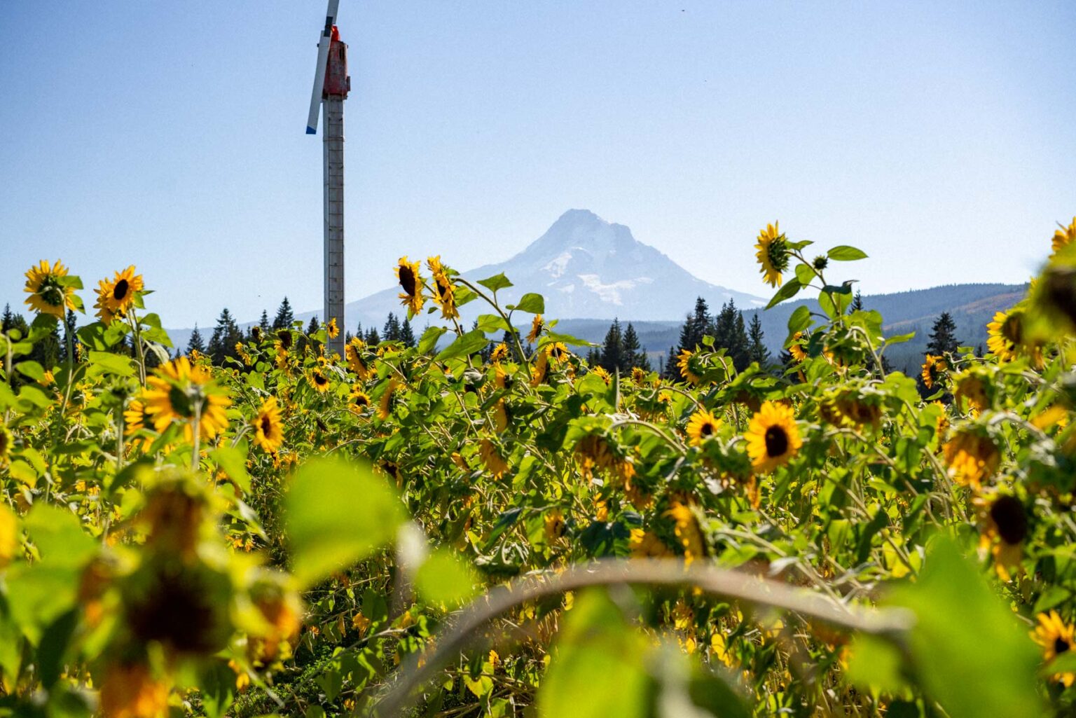 10 BREATHTAKING Flower Fields Near Portland (Local's Guide)