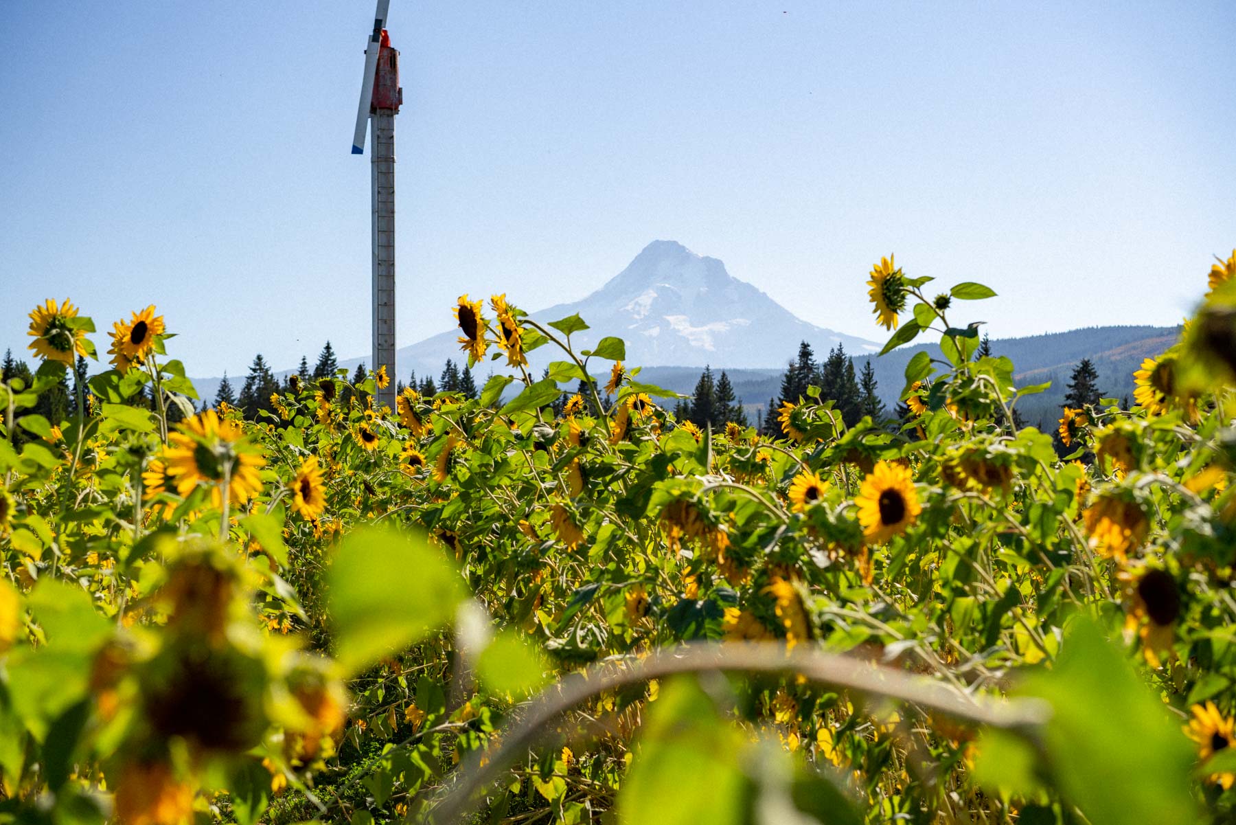 10 BREATHTAKING Flower Fields Near Portland (Local's Guide)