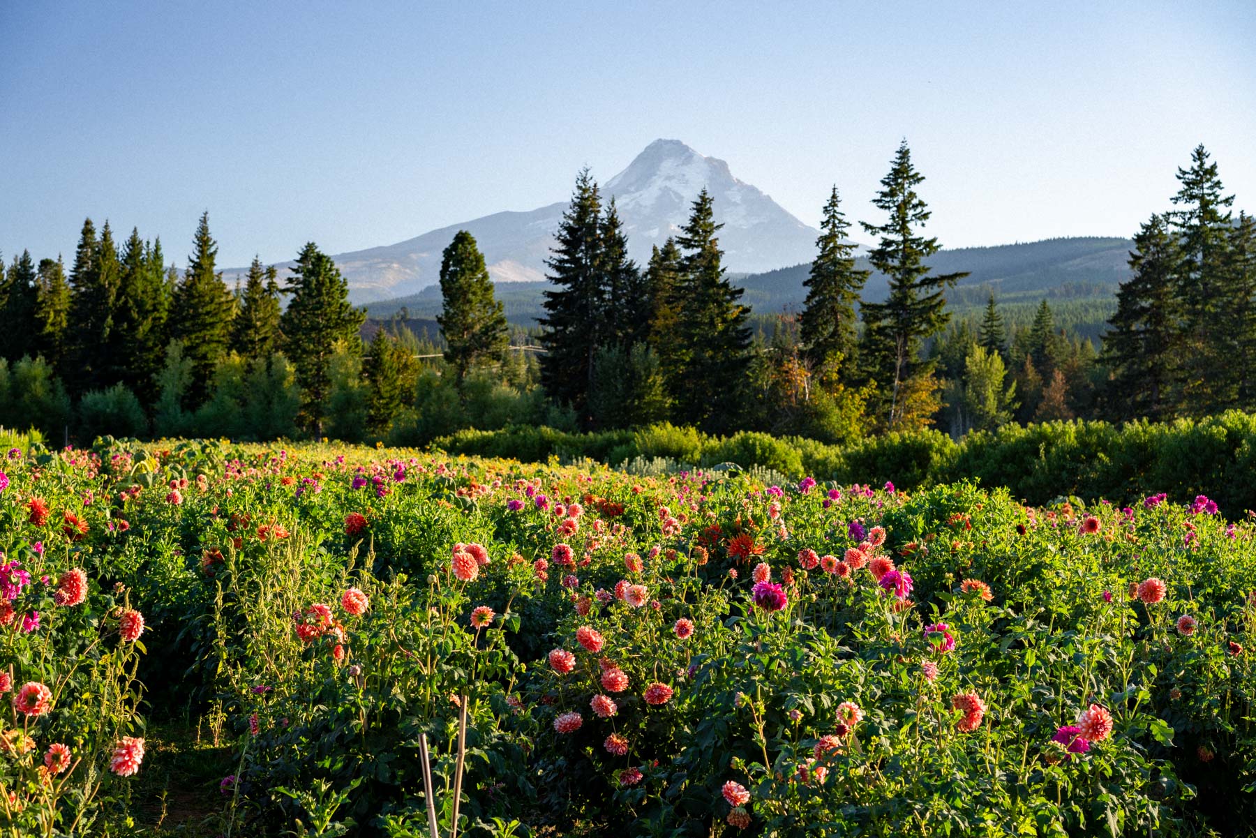 10 BREATHTAKING Flower Fields Near Portland (Local's Guide)