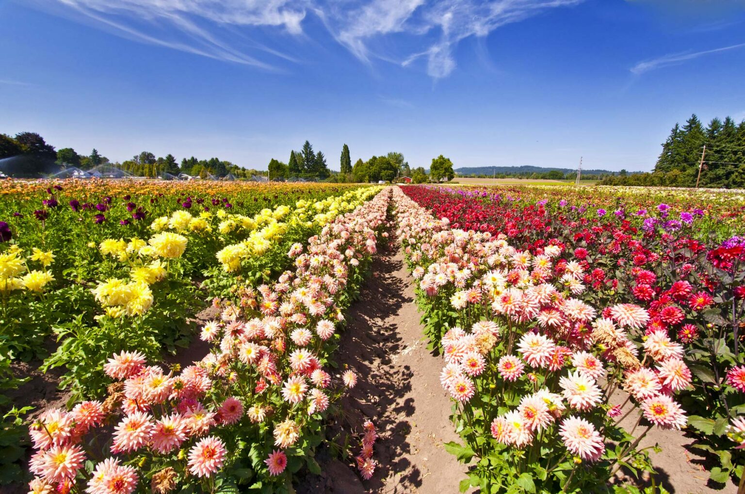 10 BREATHTAKING Flower Fields Near Portland (Local's Guide)