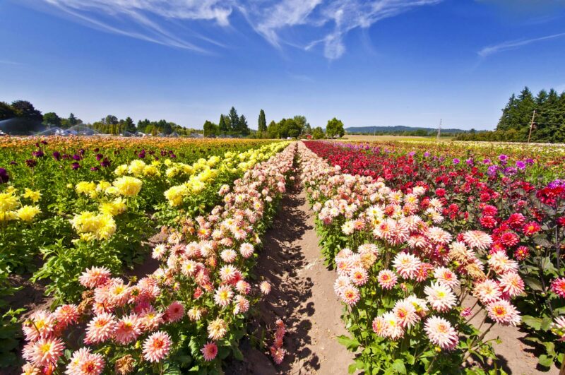 10 BREATHTAKING Flower Fields Near Portland (Local's Guide)