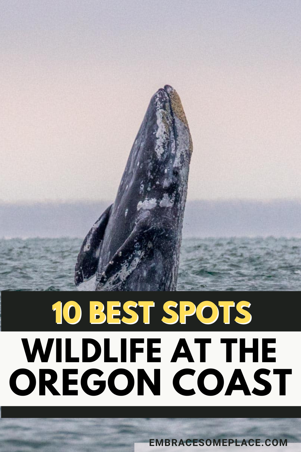 10 BEST Spots for Wildlife at the Oregon Coast (Helpful Guide)