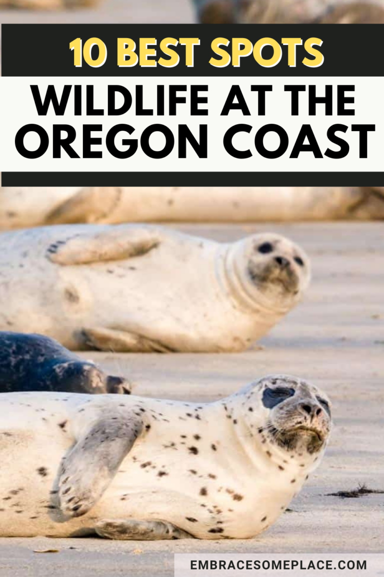 10 BEST Spots for Wildlife at the Oregon Coast (Helpful Guide)