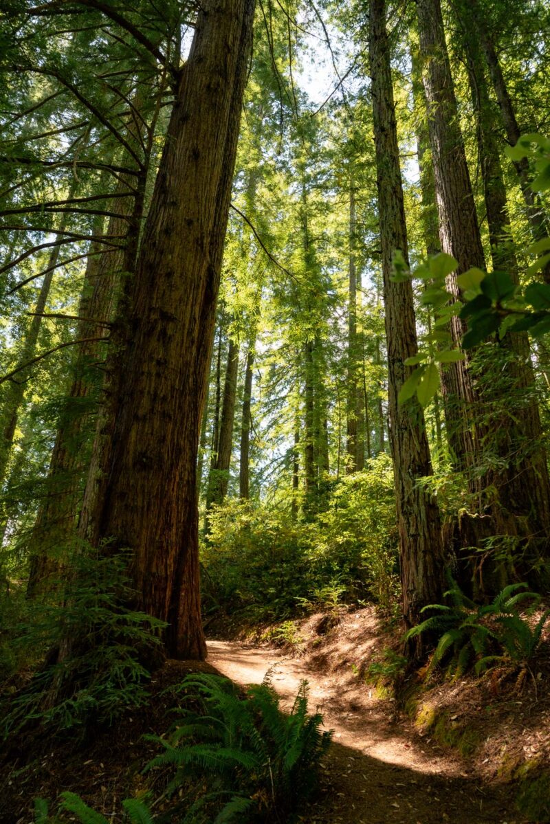 3 SCENIC Spots to See REDWOODS in Oregon (Local's Guide)
