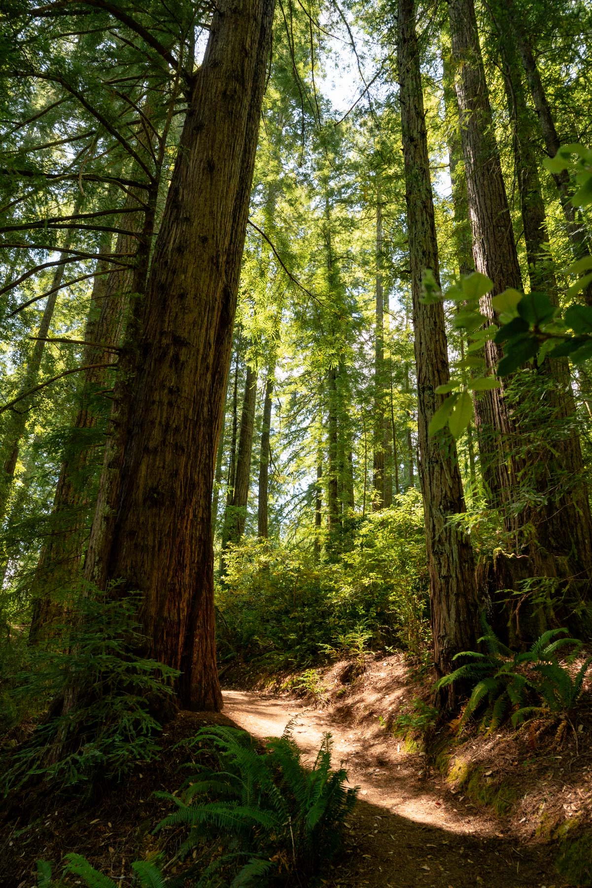 3 SCENIC Spots to See REDWOODS in Oregon (Local's Guide)