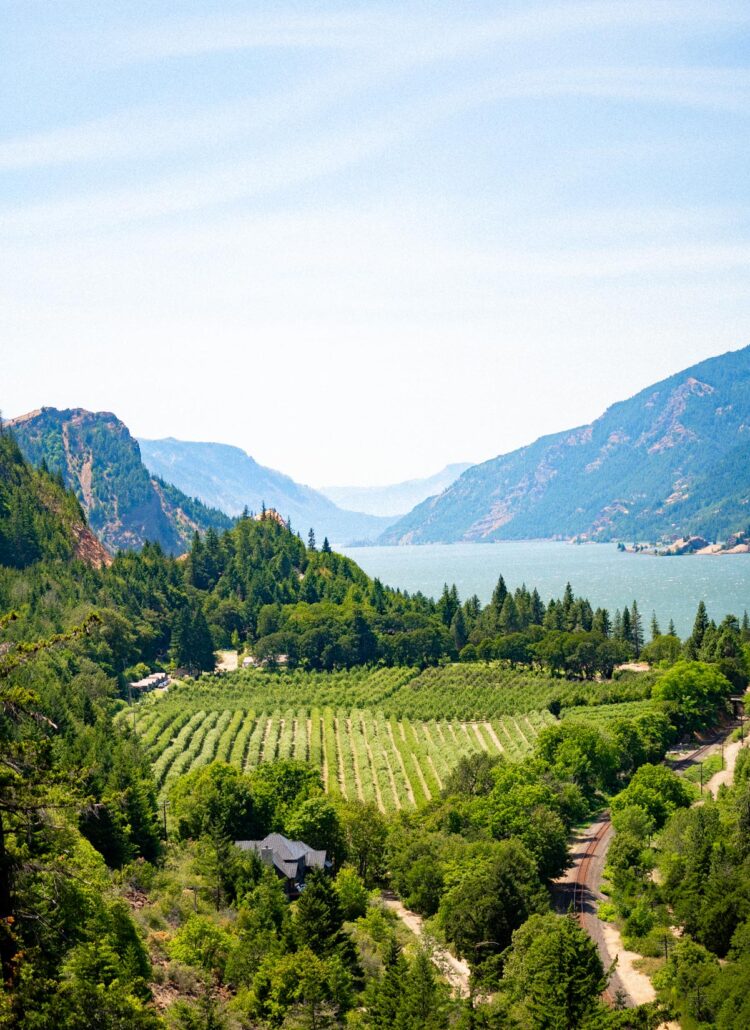 3 SCENIC Spots to See REDWOODS in Oregon (Local's Guide)