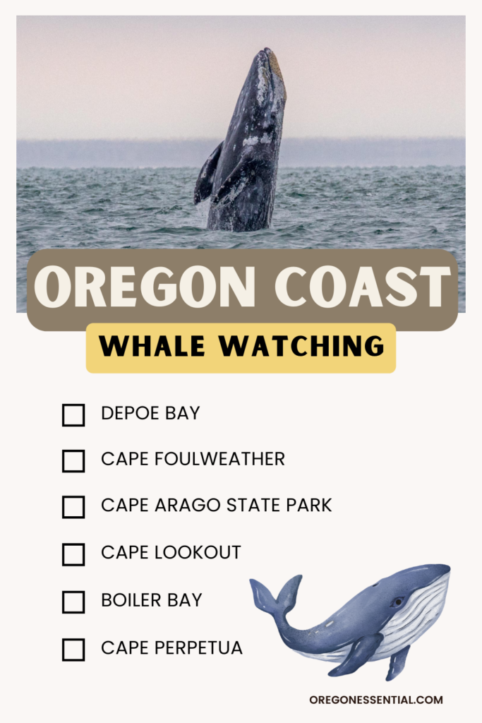 Whale Watching at the OREGON COAST (Guide & 5 Best Spots)