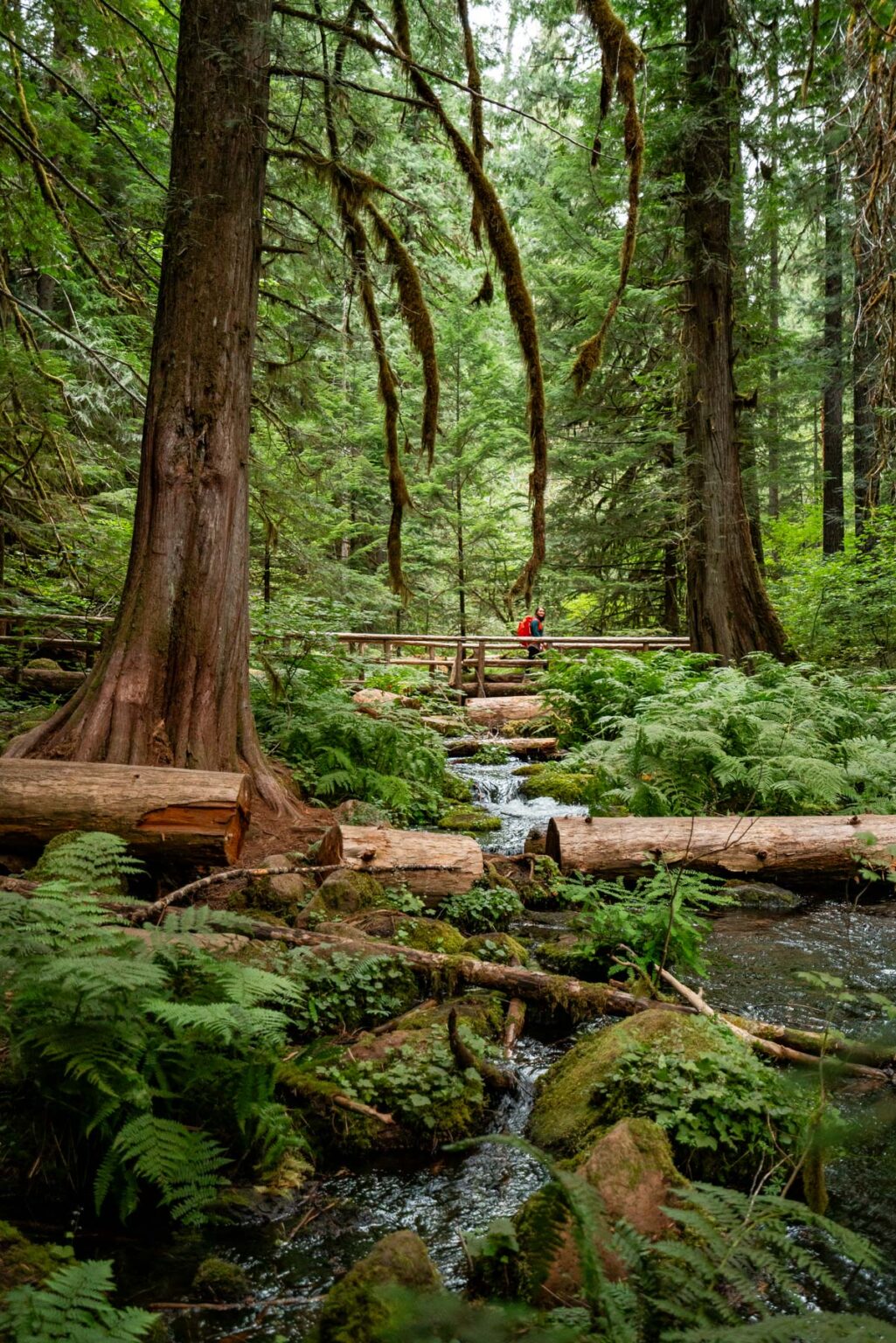 Hike to the EPIC Tamolitch BLUE POOL in Oregon (Local's Guide)