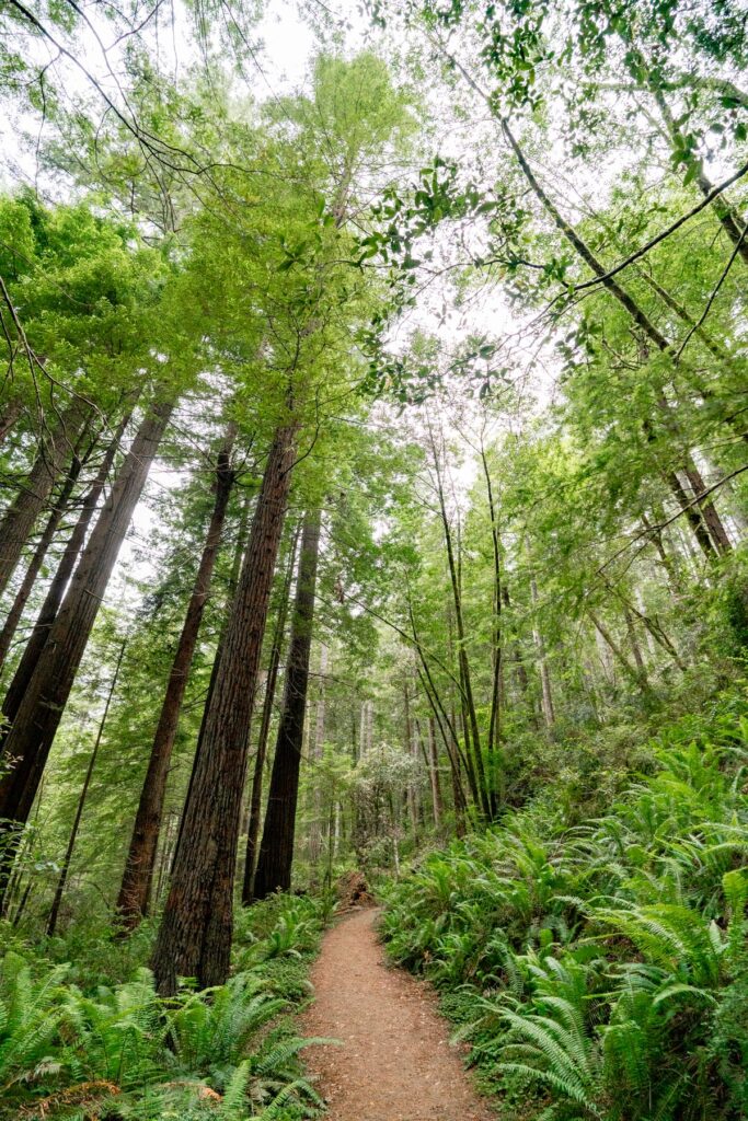 3 SCENIC Spots to See REDWOODS in Oregon (Local's Guide)