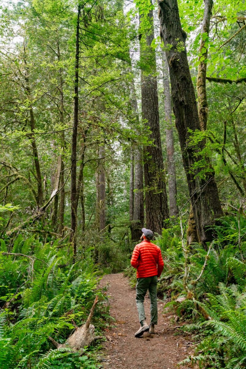 3 SCENIC Spots to See REDWOODS in Oregon (Local's Guide)
